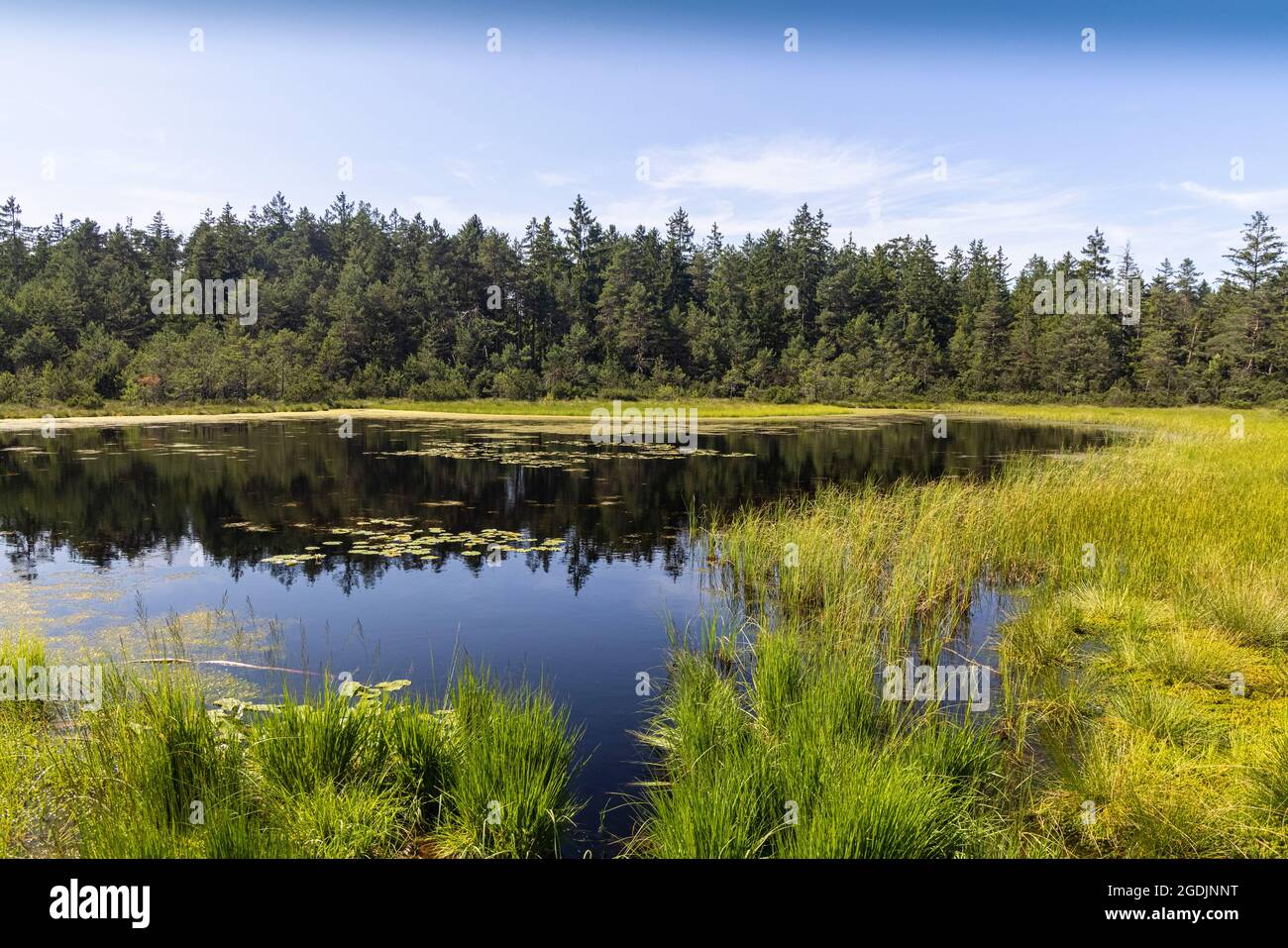 Floating mat of vegetation hi-res stock photography and images - Alamy