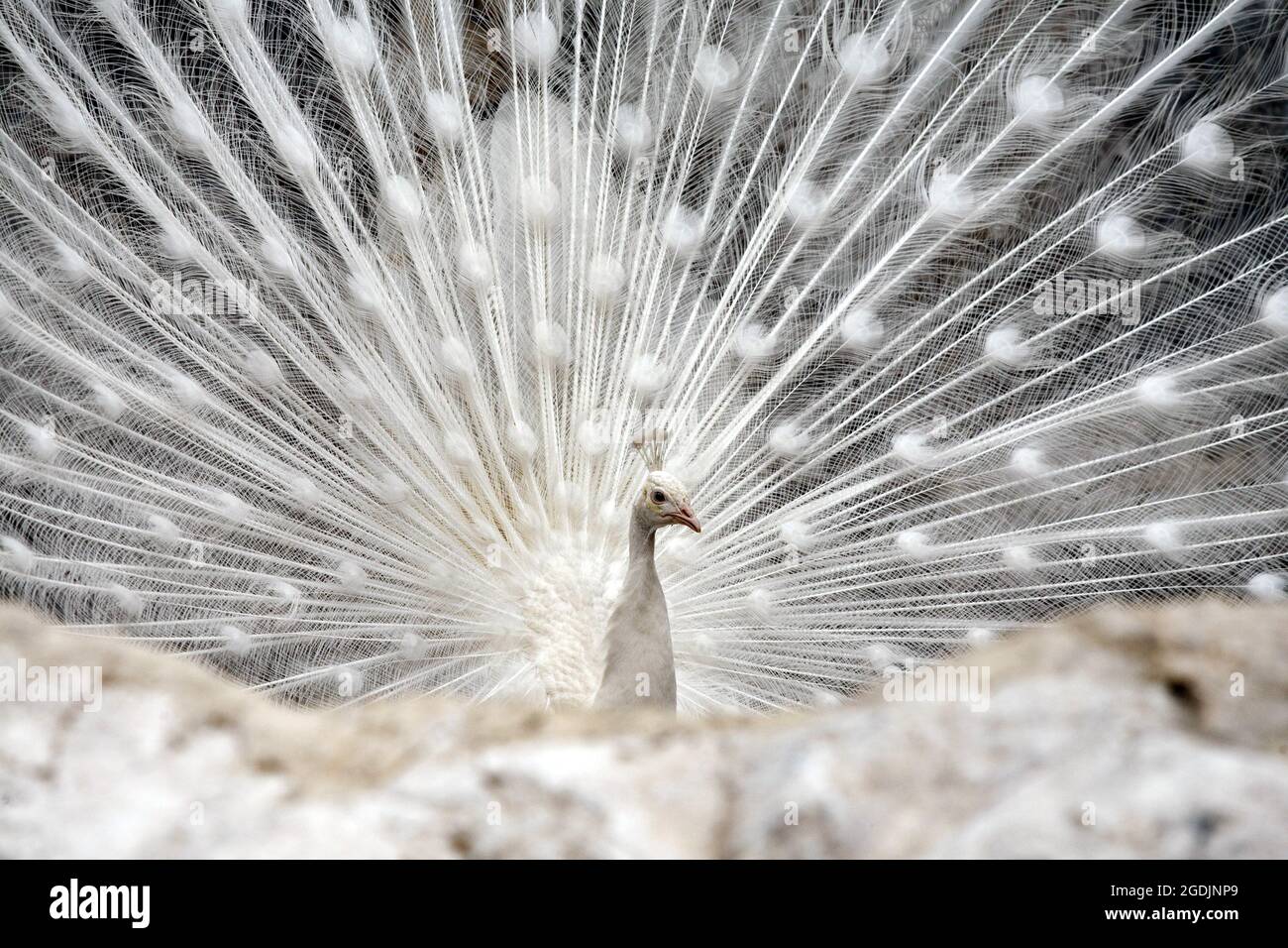Common peafowl, Indian peafowl, blue peafowl (Pavo cristatus), albino ...