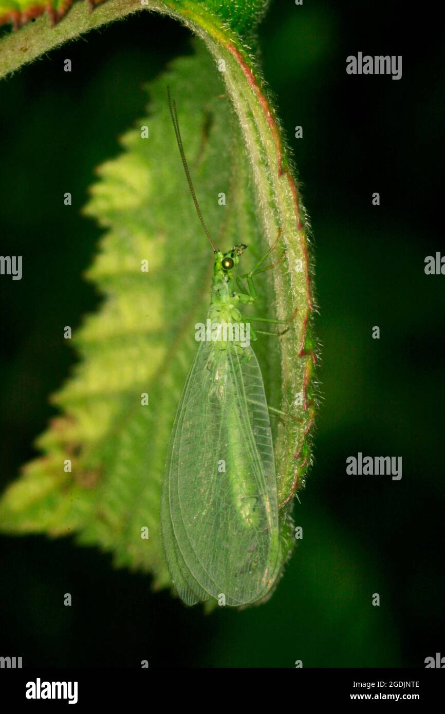 Neuroptera chrysopa perla hi-res stock photography and images - Alamy