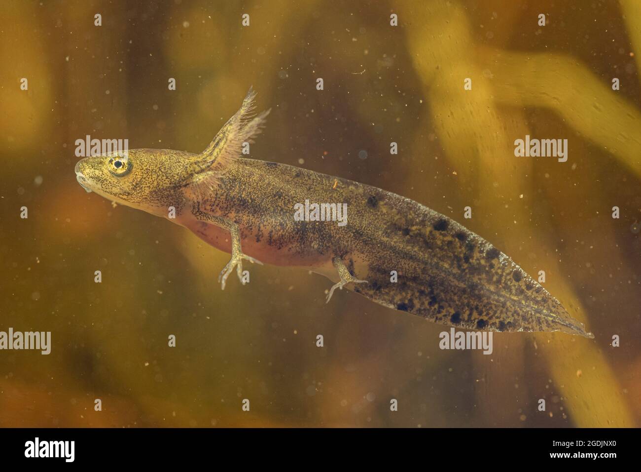warty newt, crested newt, European crested newt (Triturus cristatus ...