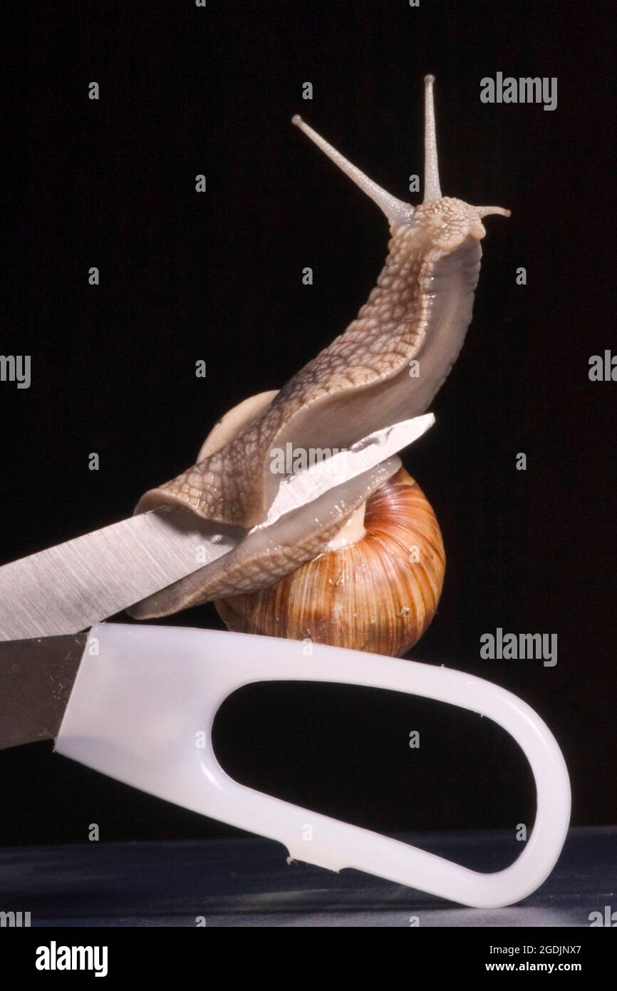 Roman snail, escargot, escargot snail, edible snail, apple snail ...
