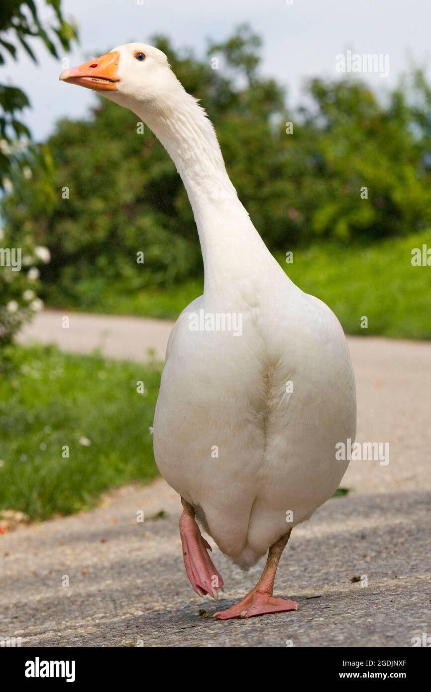 domestic goose (Anser anser f. domestica), waddling on a path Stock ...