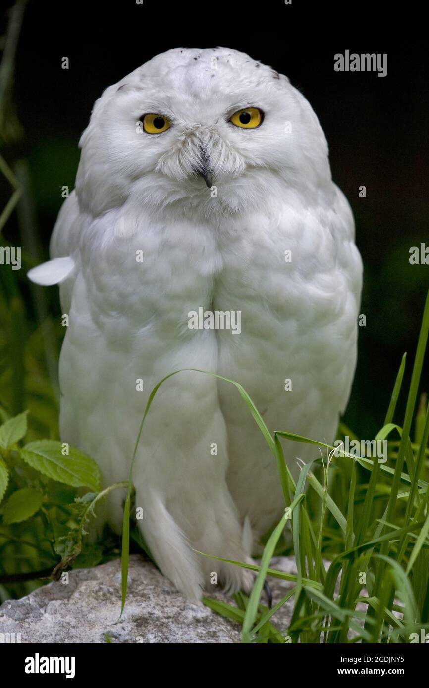 Búho nival bubo scandiacus hi-res stock photography and images - Alamy