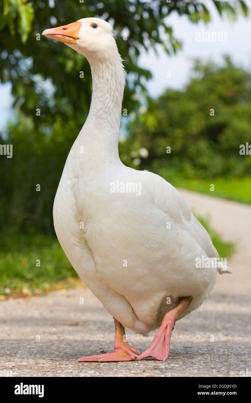 domestic goose (Anser anser f. domestica), waddling on a path Stock ...