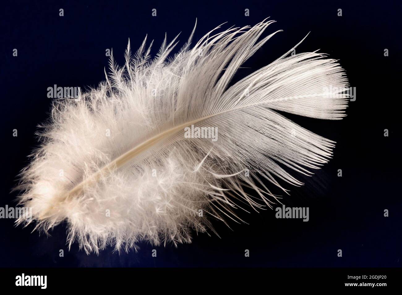 feather of a pigeon Stock Photo - Alamy