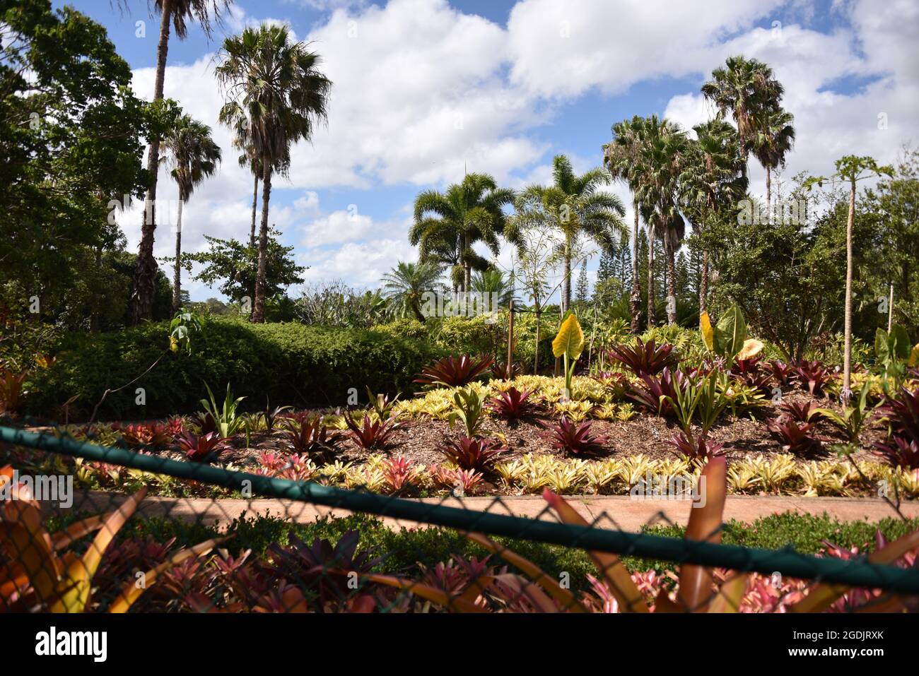 Dole plantation pineapple maze hi-res stock photography and images - Alamy