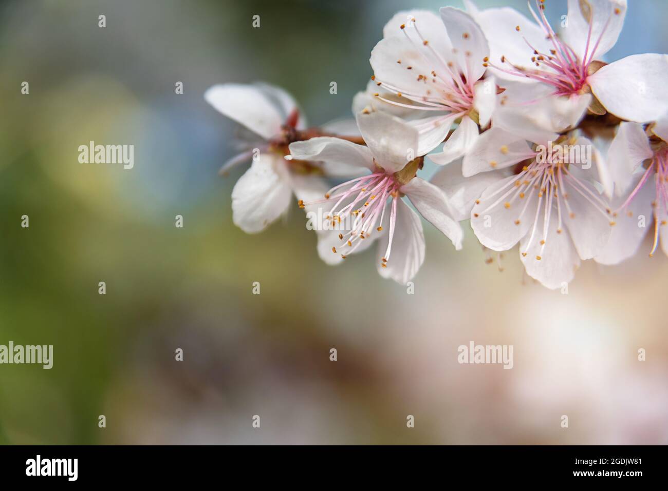 Branches of flowering fruit trees. Spring bloom in the garden Stock ...