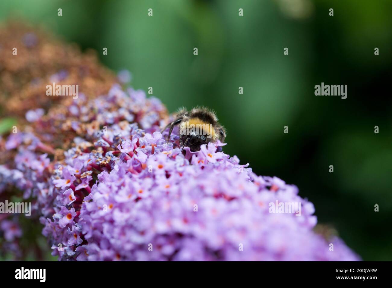 White-tailed bumblebee Bombus lucorum on Buddleia flowers in summer ...