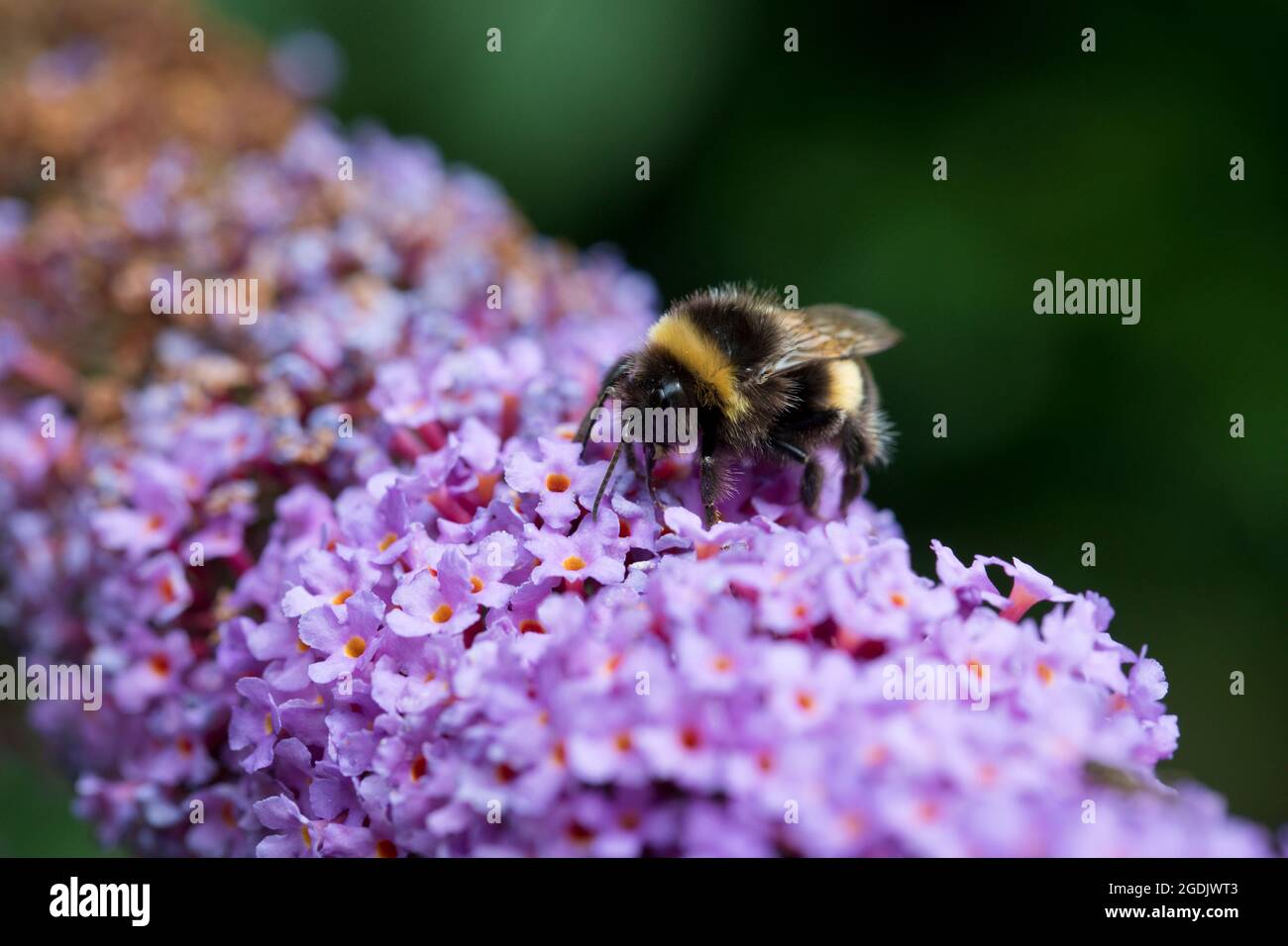 White-tailed bumblebee Bombus lucorum on Buddleia flowers in summer ...