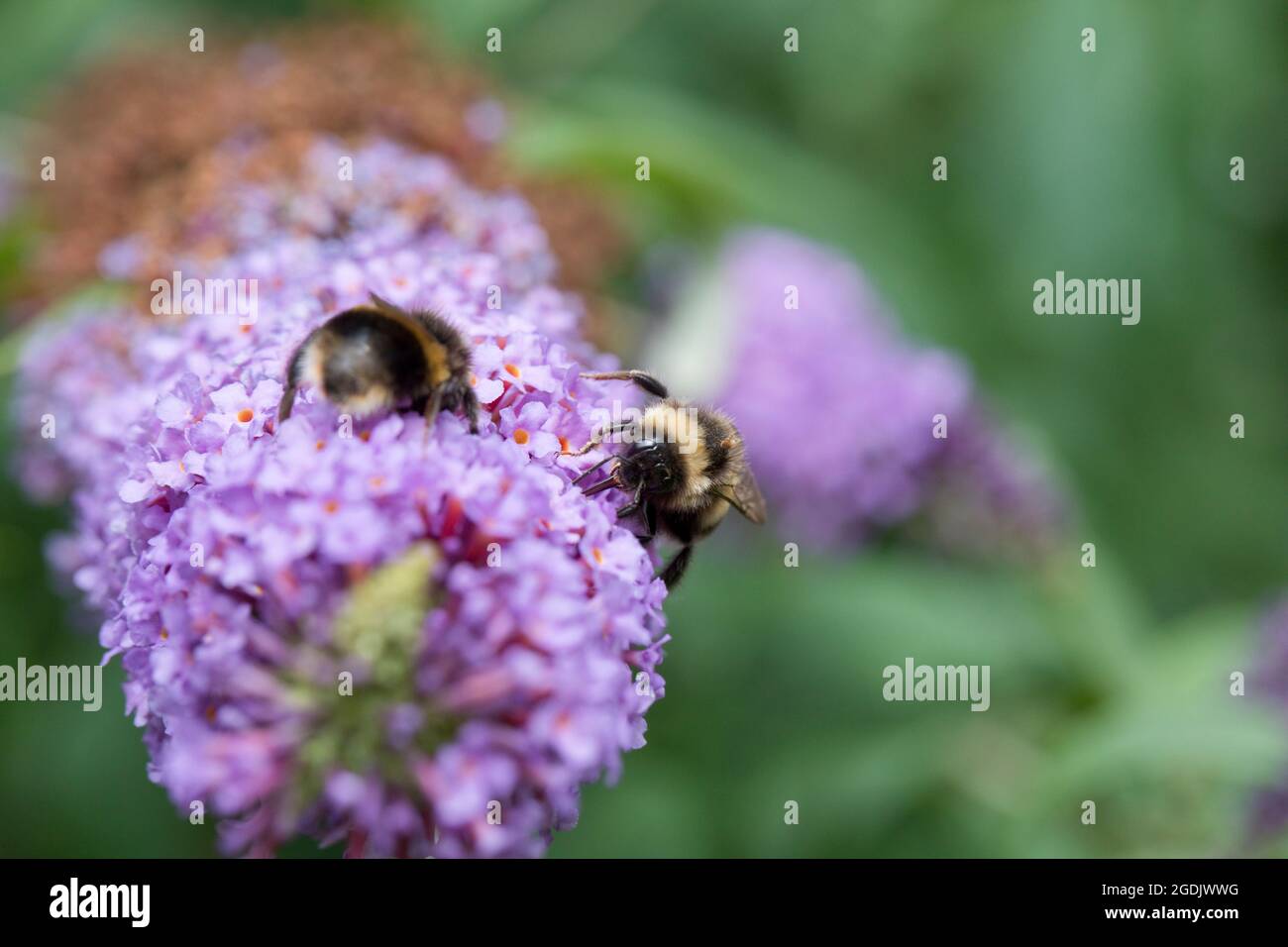 White-tailed bumblebee Bombus lucorum on Buddleia flowers in summer ...