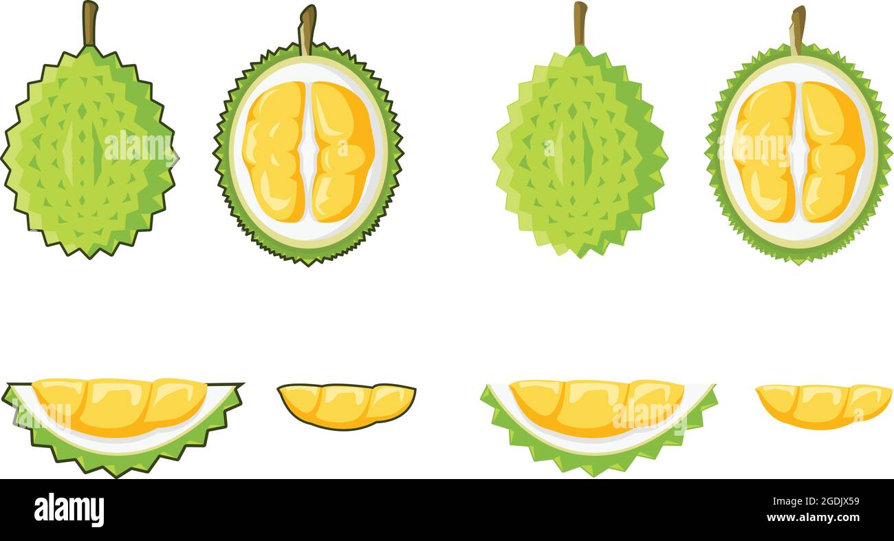 set of durian king of fruit vector Stock Vector Image & Art - Alamy
