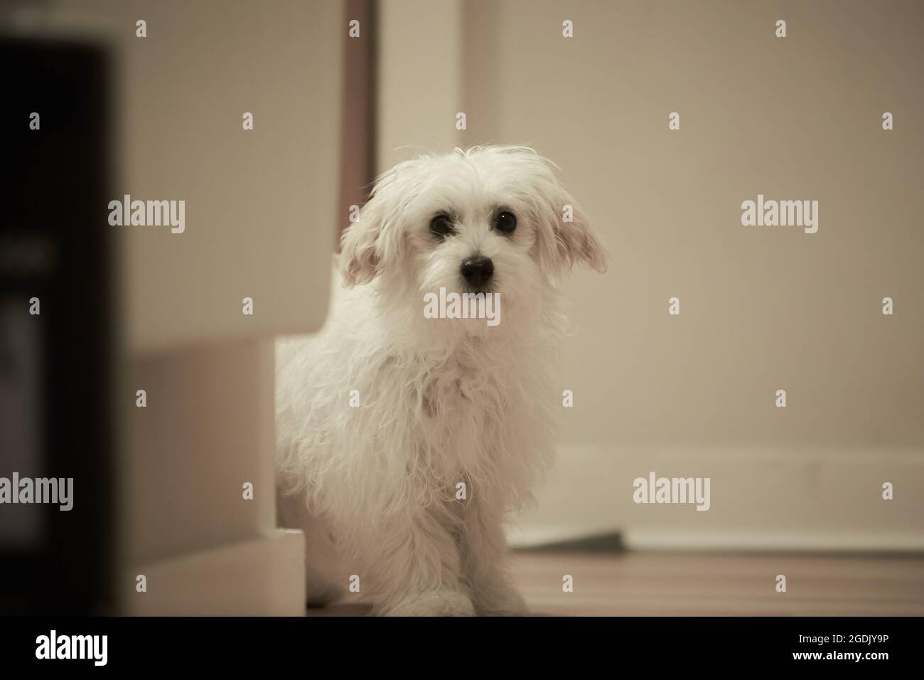 Abandoned sad Maltese dog. Animal protection Stock Photo - Alamy