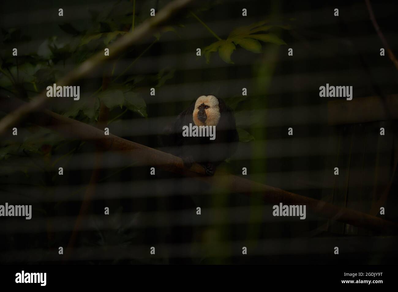 A wild endangered monkey in the zoo. Orangutan monkey in nature Stock ...