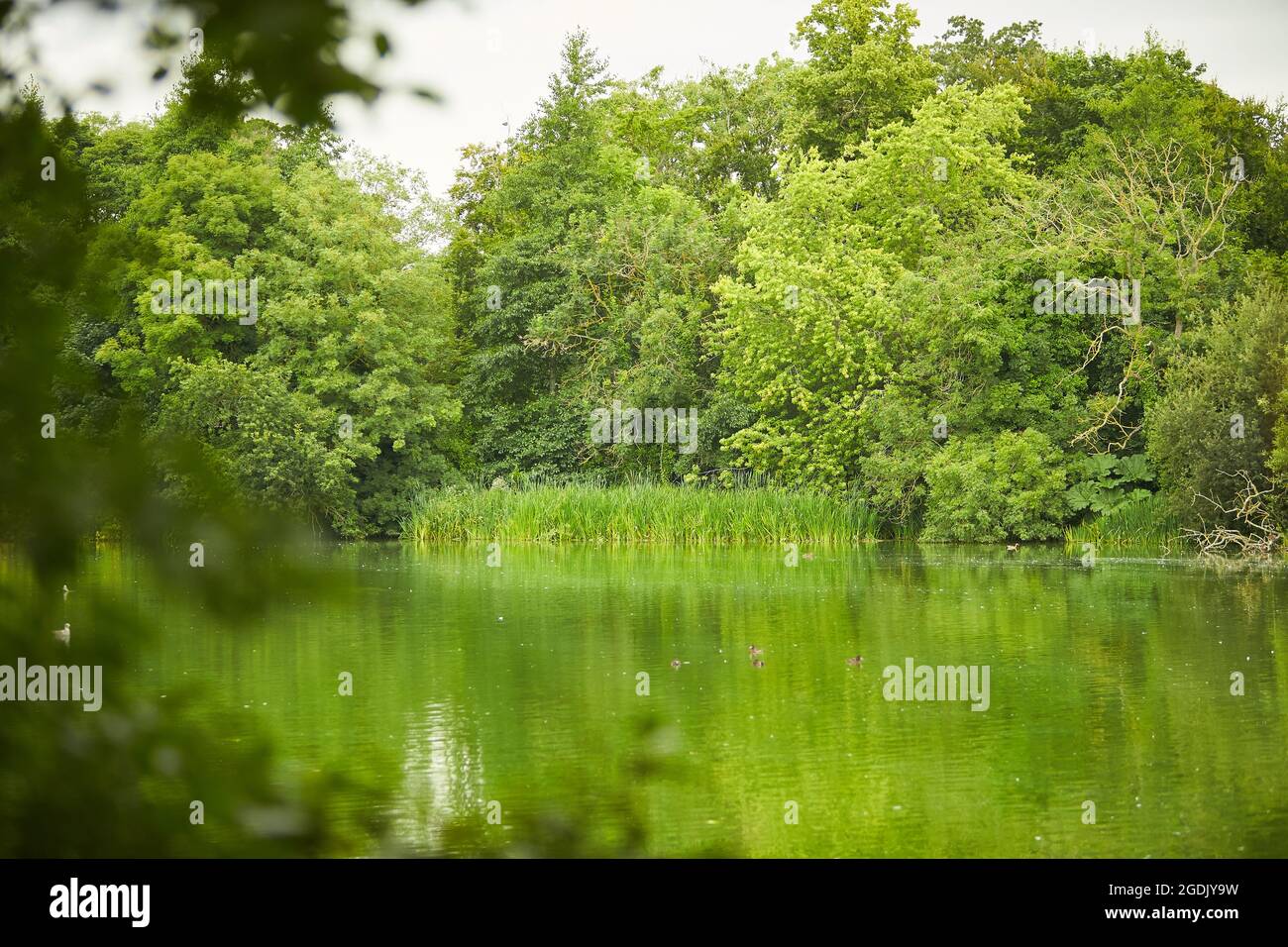 Calm pond with green park background Stock Photo - Alamy