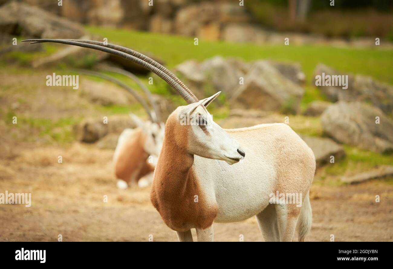 The addax (Addax nasomaculatus), also known as the white antelope and ...
