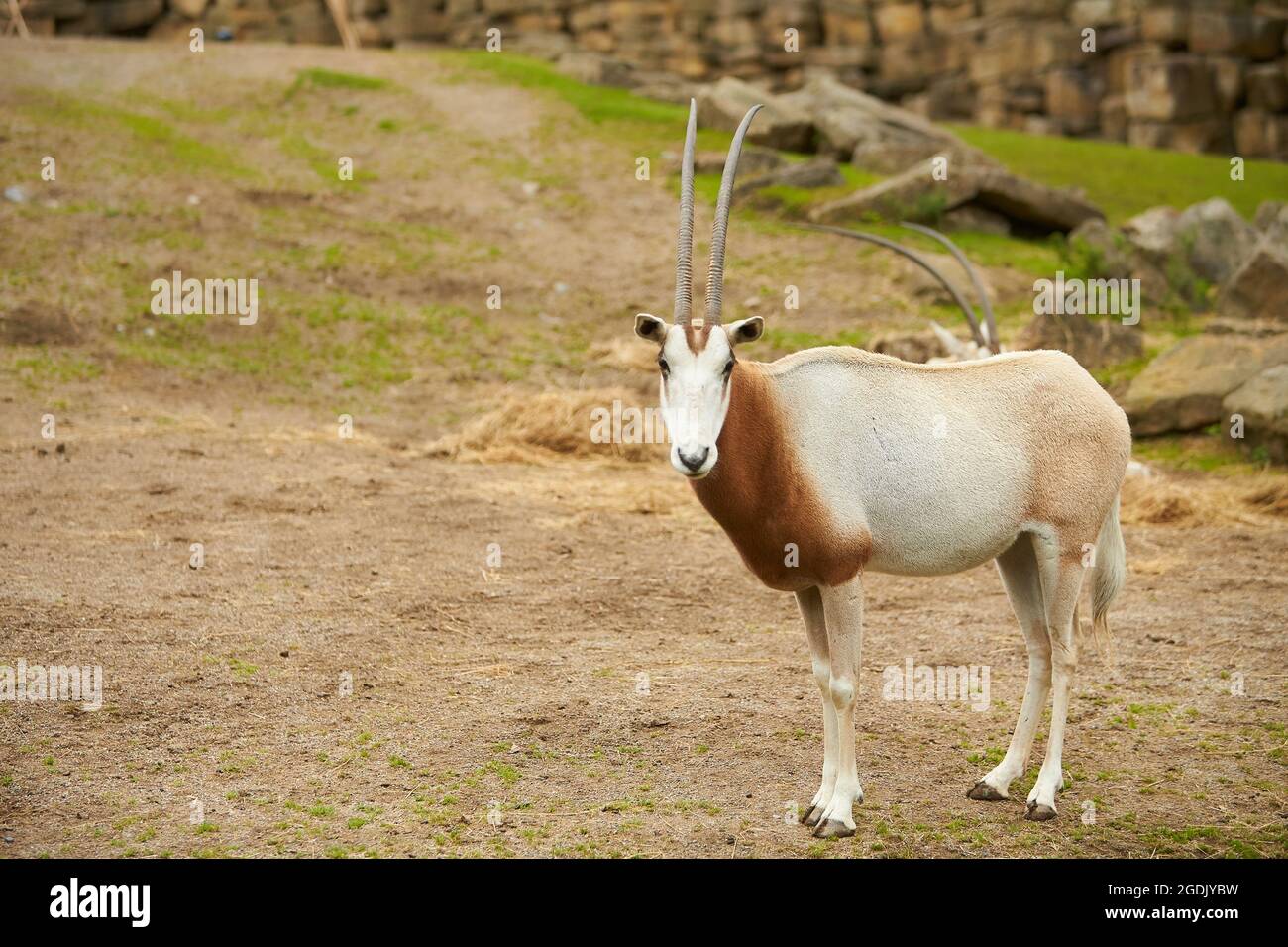 The addax (Addax nasomaculatus), also known as the white antelope and ...