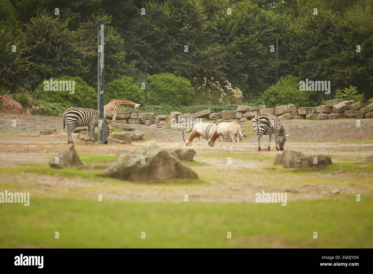 African savanna giraffes zebras hi-res stock photography and images - Alamy