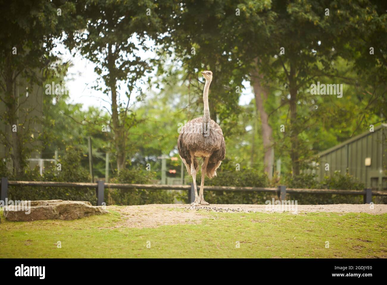 The African ostrich. (Struthio camelus) is the largest of the ratites ...