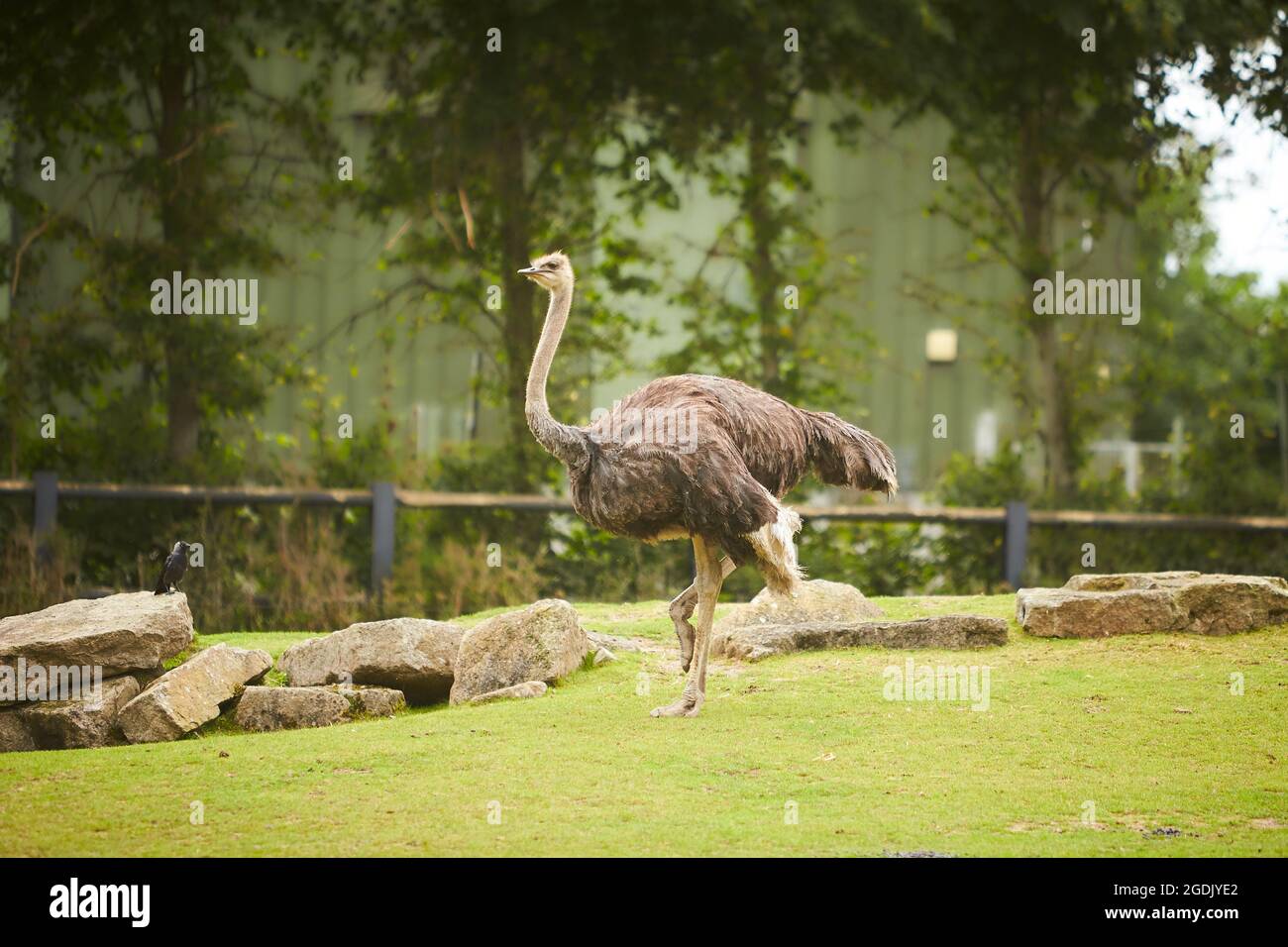 The African ostrich. (Struthio camelus) is the largest of the ratites ...