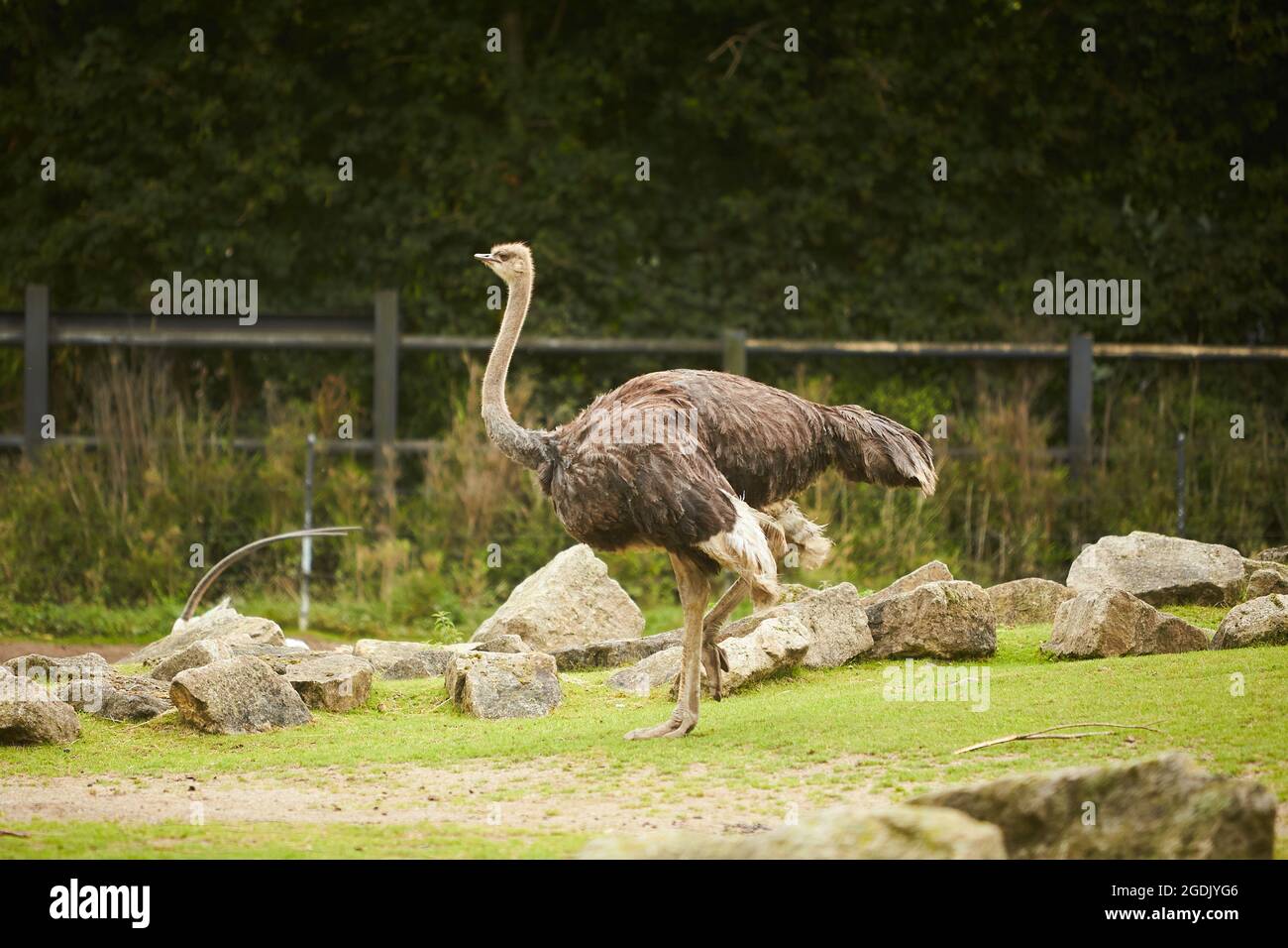 The African ostrich. (Struthio camelus) is the largest of the ratites ...