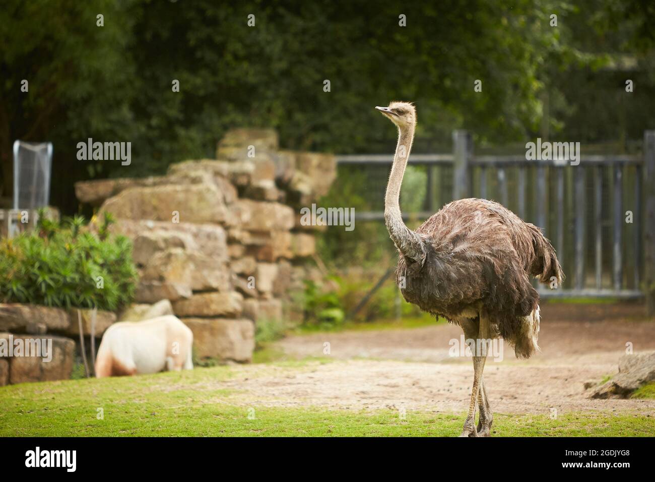 The African ostrich. (Struthio camelus) is the largest of the ratites ...