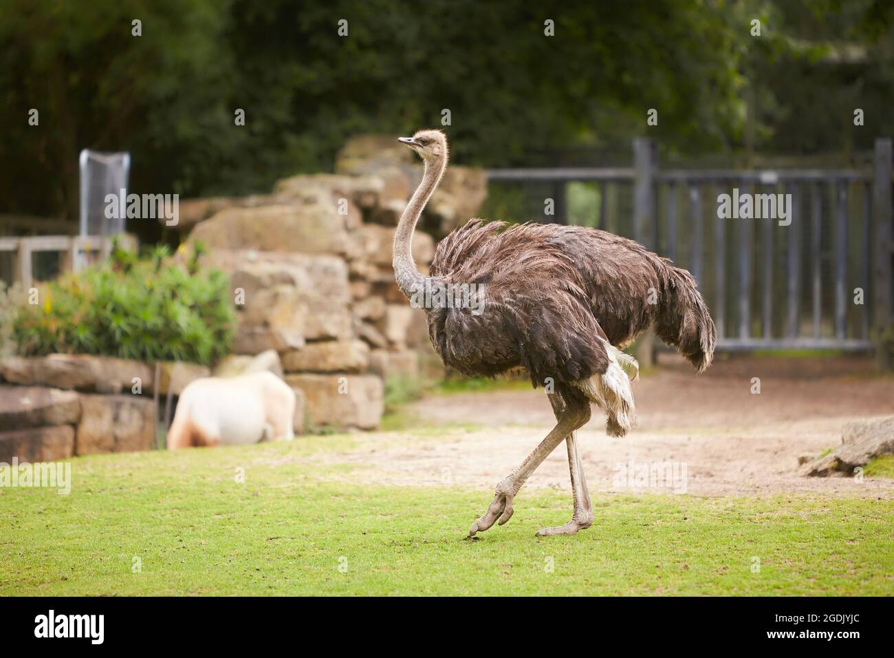 The African ostrich. (Struthio camelus) is the largest of the ratites ...