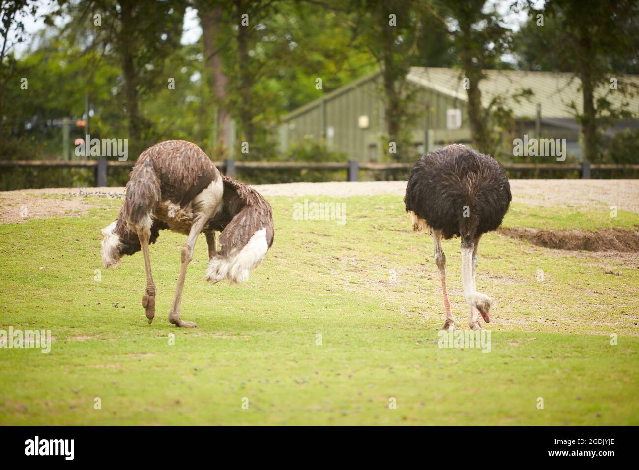 The African ostrich. (Struthio camelus) is the largest of the ratites ...