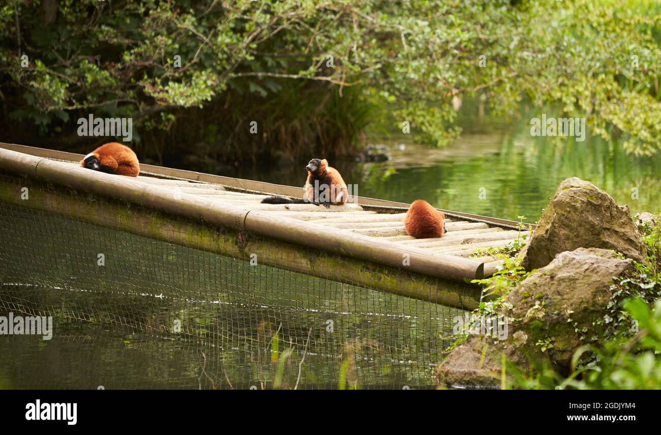 A wild endangered monkey in the zoo. Orangutan monkey in nature Stock ...