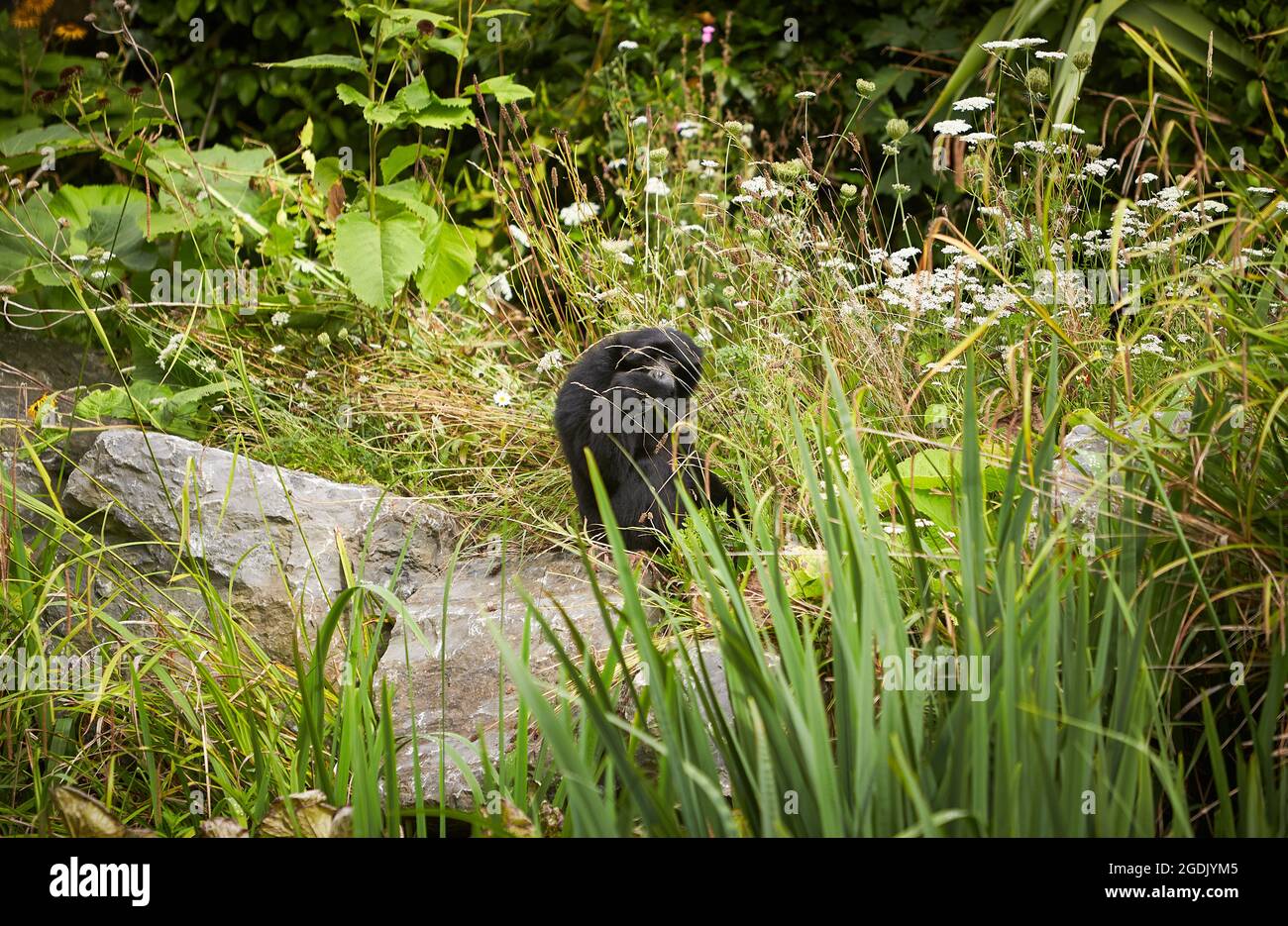 A wild endangered monkey in the zoo. Orangutan monkey in nature Stock ...