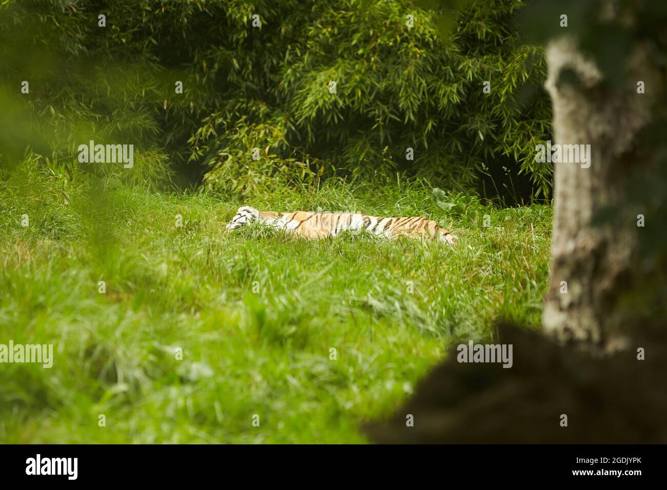 Tiger back of head hi-res stock photography and images - Alamy