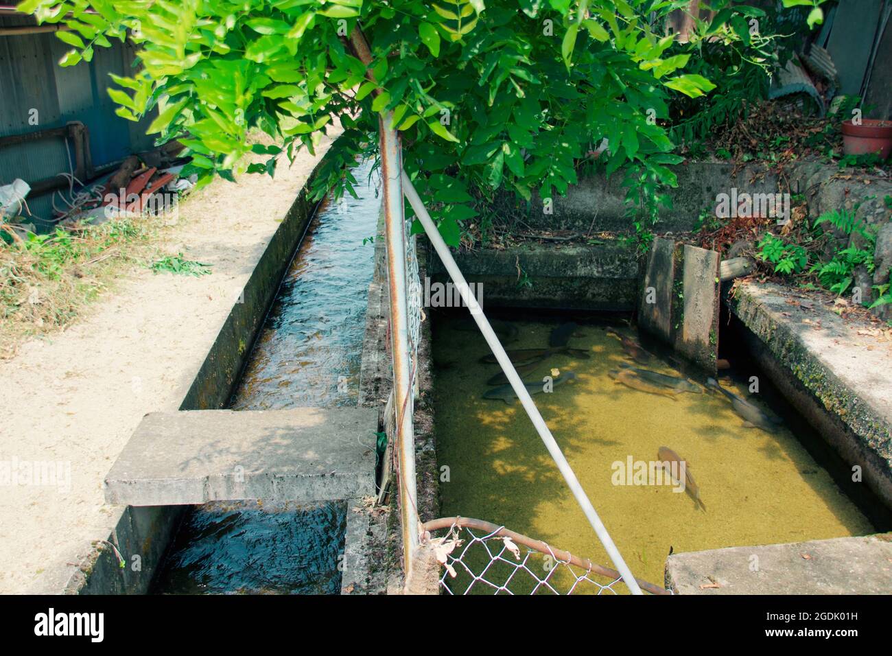 Japanese koi carp fish swimming in a concrete ditch in the countryside ...
