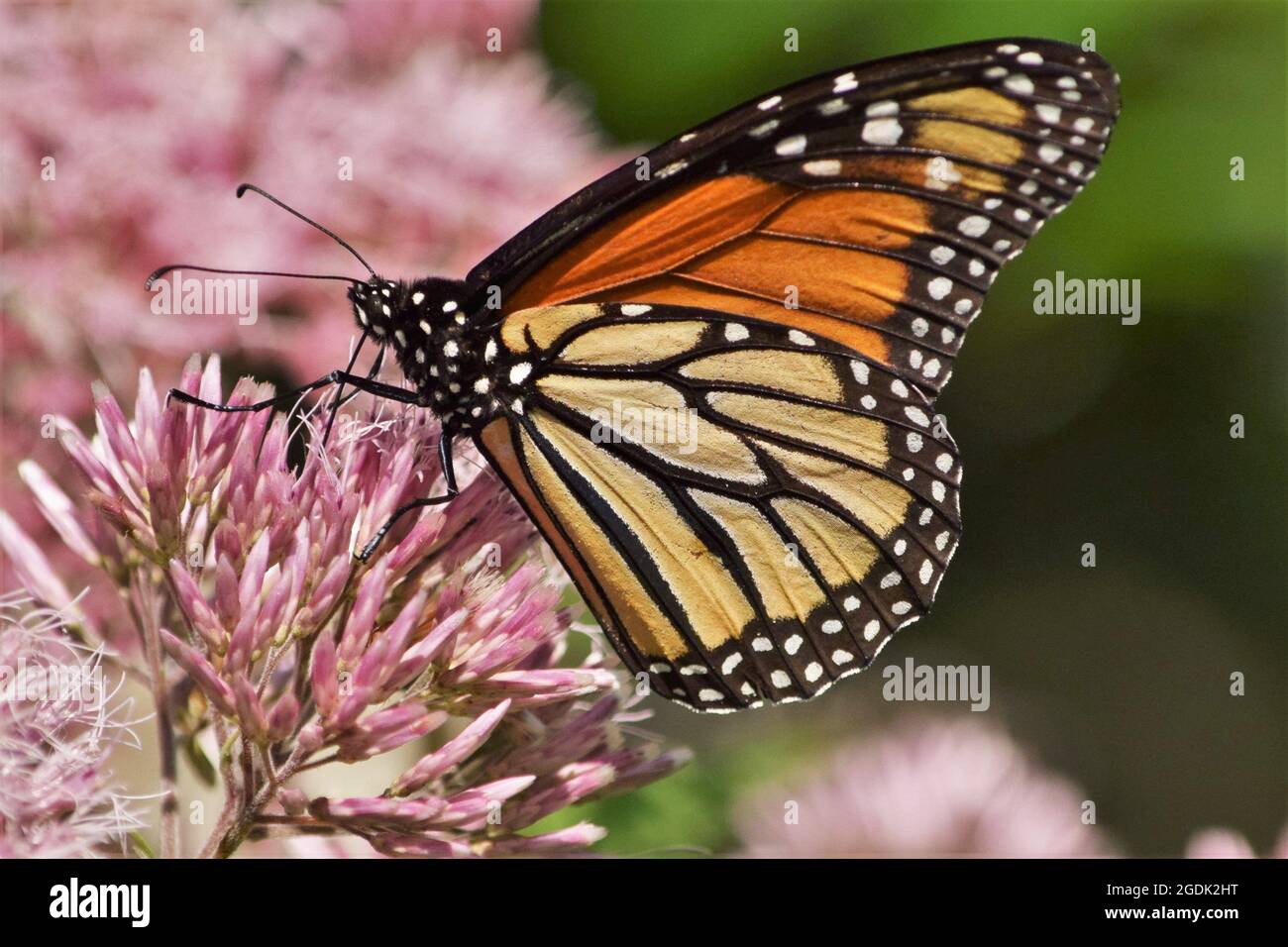 Monarch Butterfly (Danaus plexippus Stock Photo - Alamy