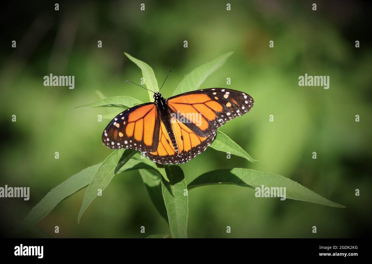 Monarch Butterfly (Danaus plexippus Stock Photo - Alamy