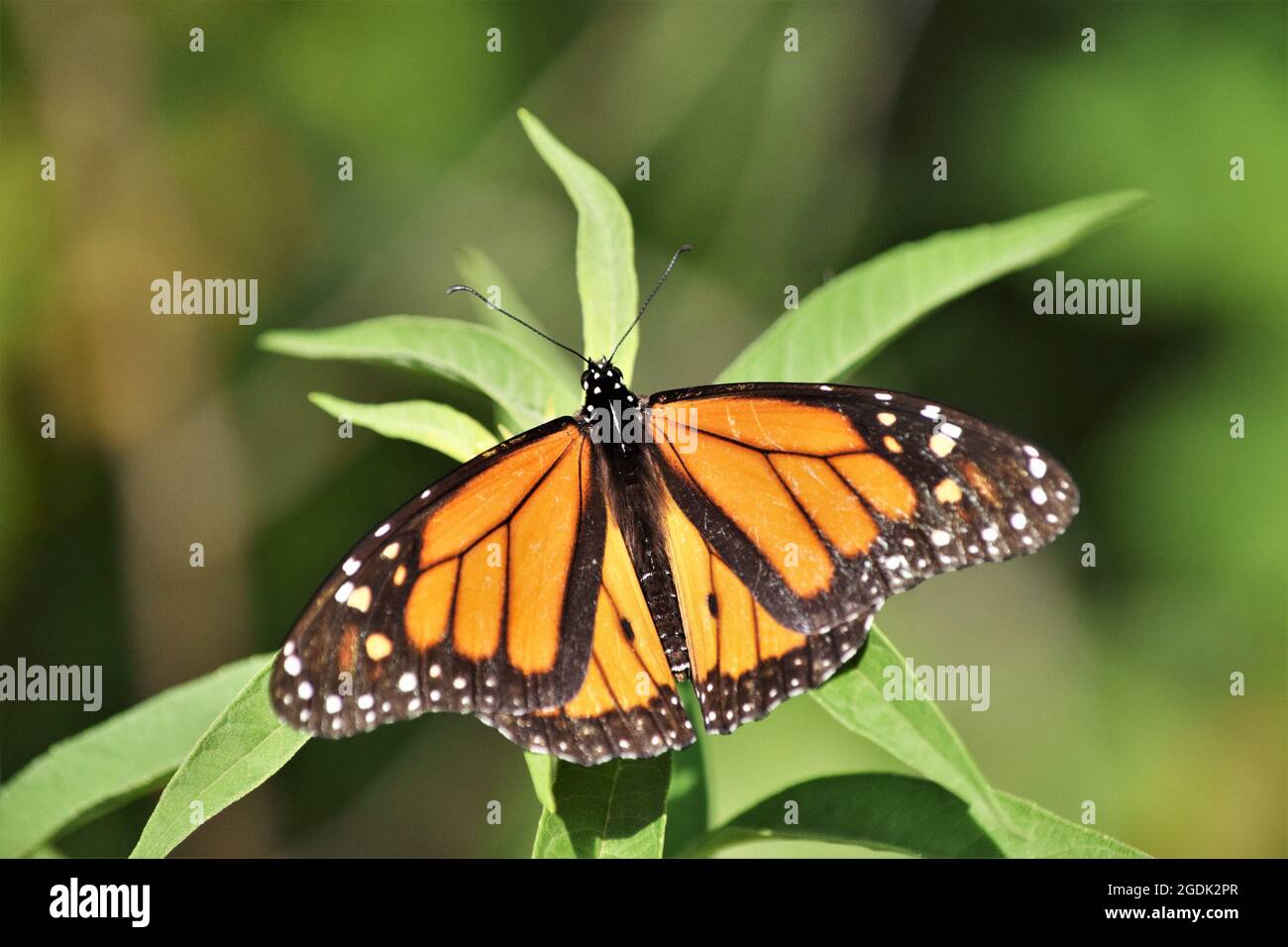 Monarch Butterfly (Danaus plexippus Stock Photo - Alamy