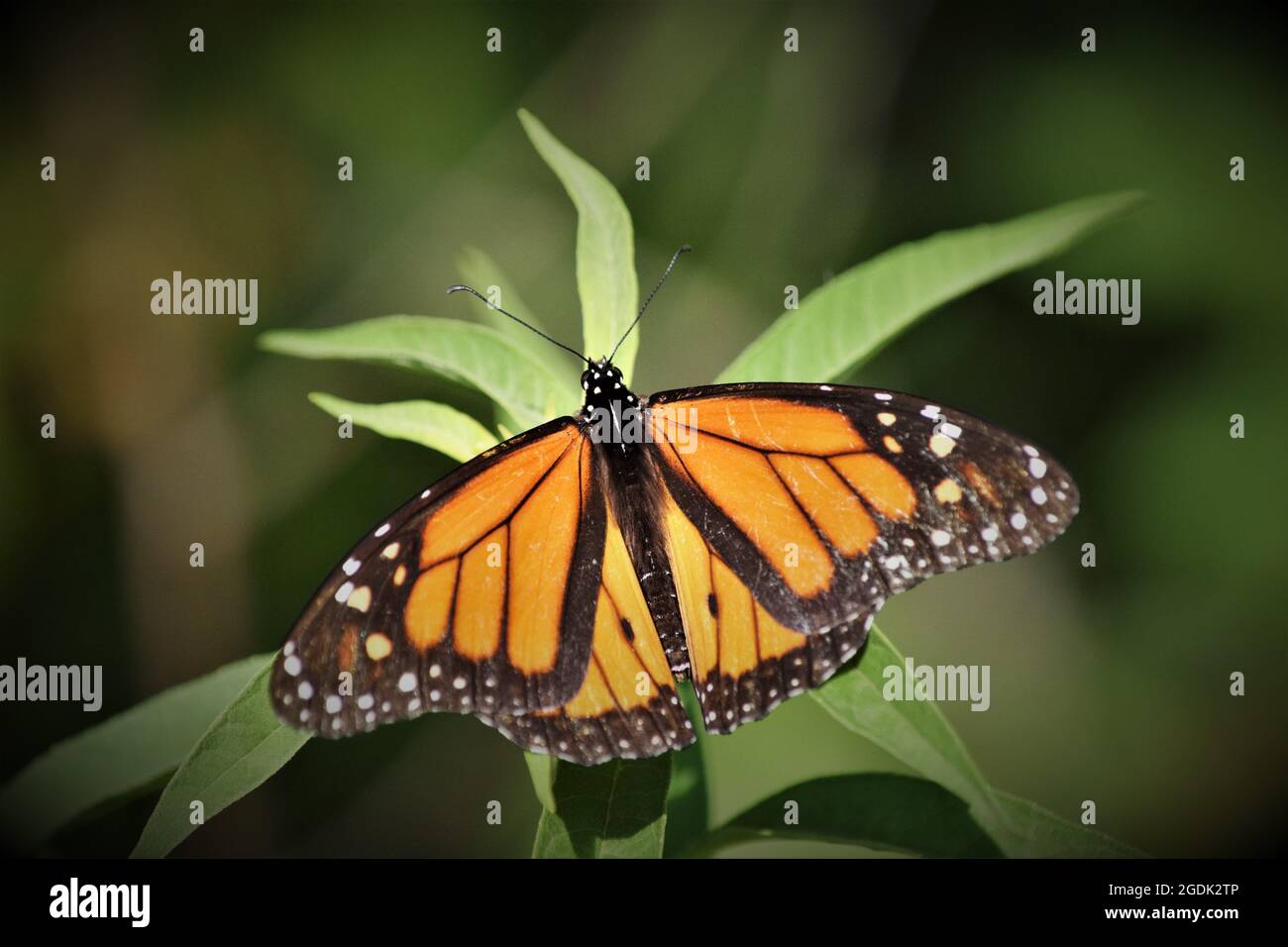 Monarch Butterfly (Danaus plexippus Stock Photo - Alamy