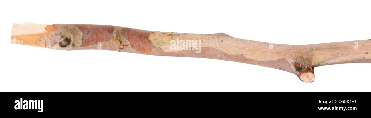 Dry tree branch isolated on white Stock Photo - Alamy