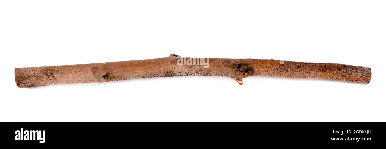 Dry tree branch isolated on white Stock Photo - Alamy