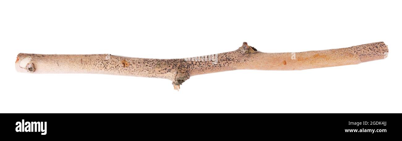 Dry tree branch isolated on white Stock Photo - Alamy