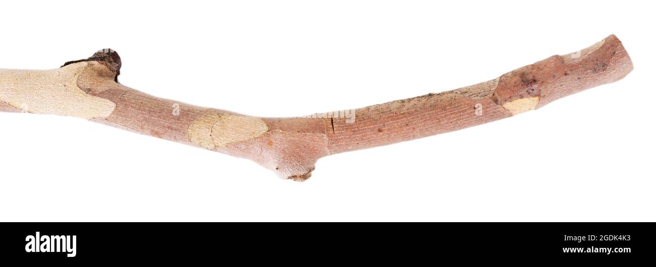 Dry tree branch isolated on white Stock Photo - Alamy