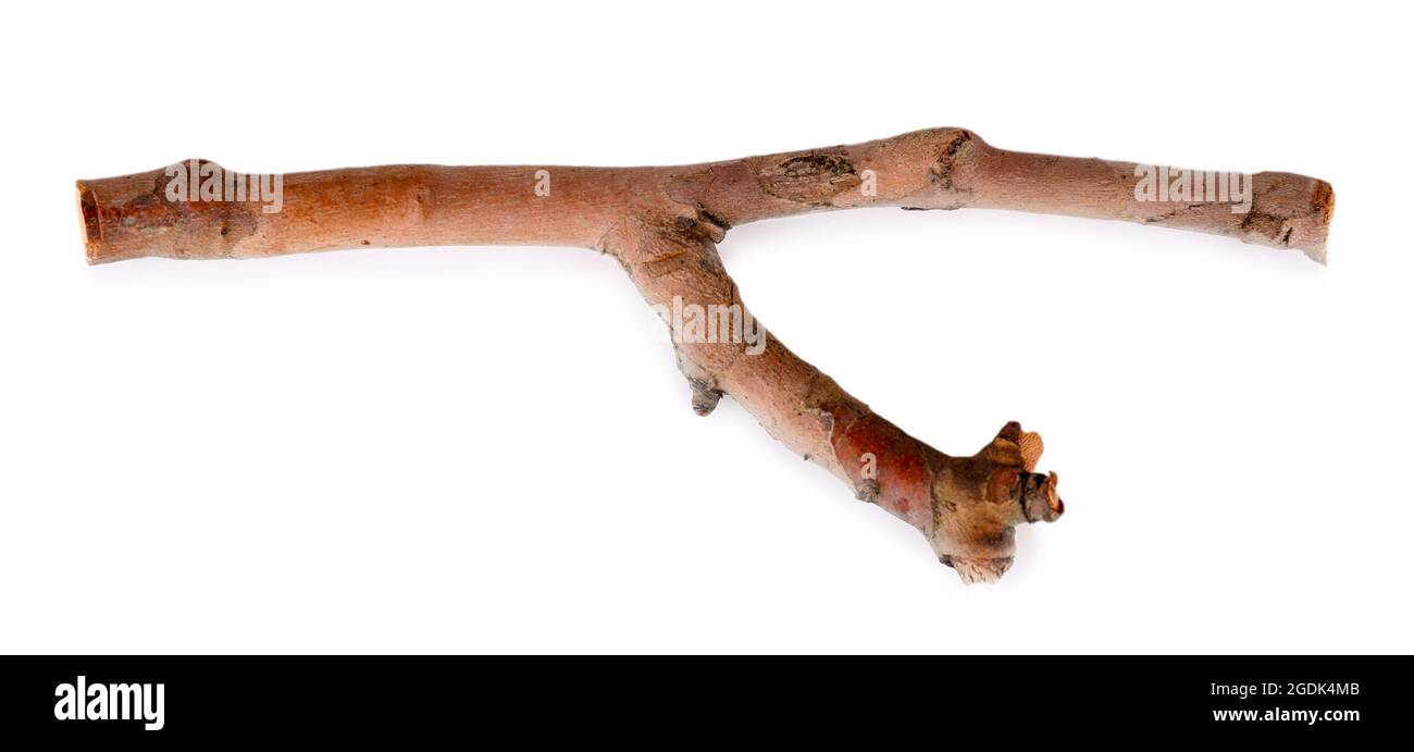 Dry tree branch isolated on white Stock Photo - Alamy