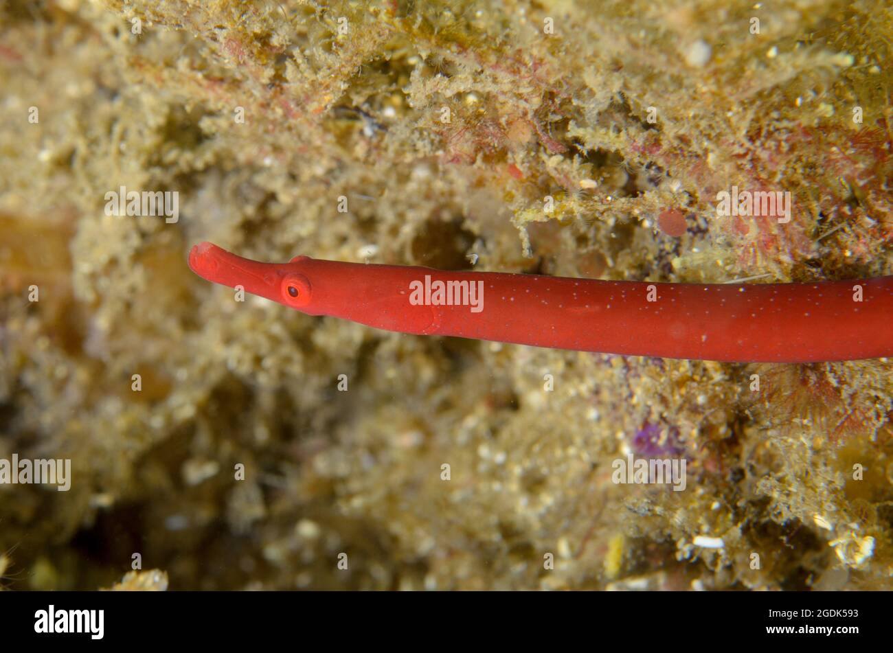 Notiocampus hi-res stock photography and images - Alamy