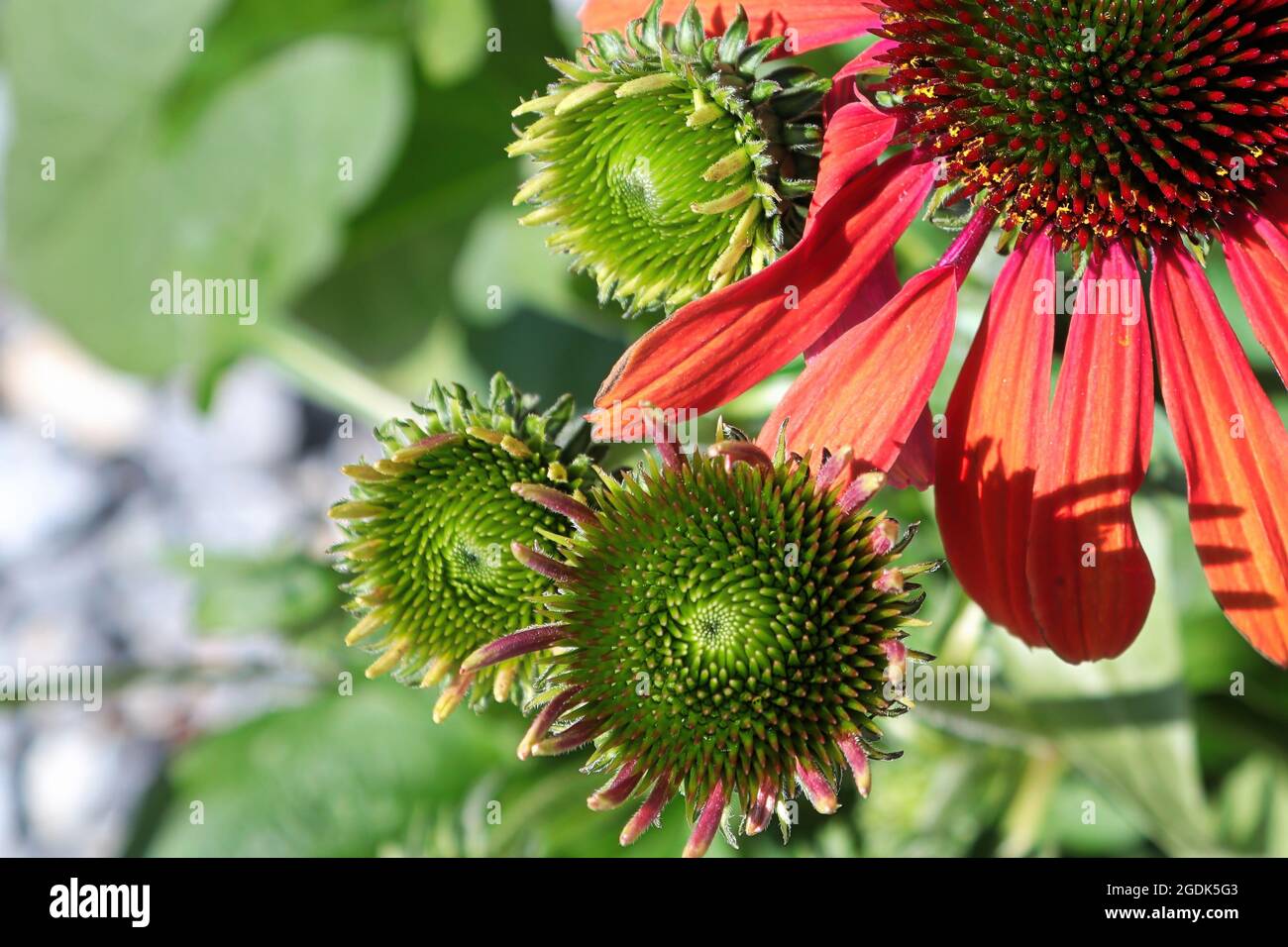 Buds summer hi-res stock photography and images - Alamy