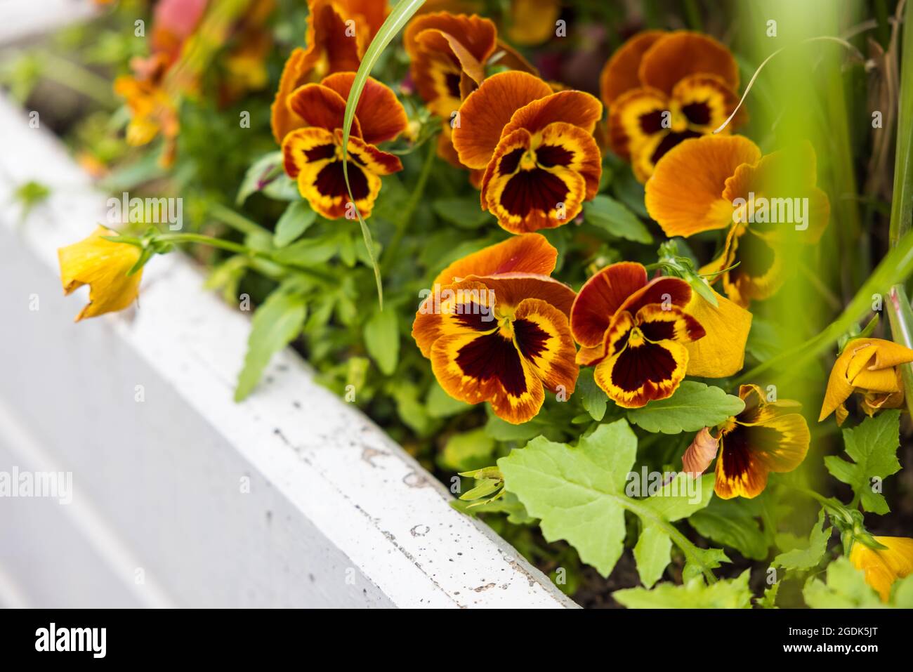 Blooming pansy flowers in the garden Stock Photo - Alamy