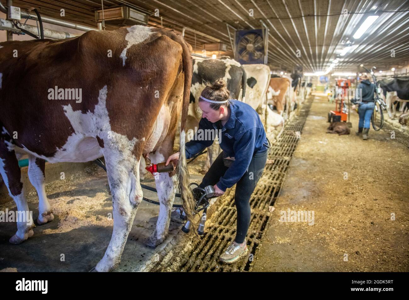 Woman cleans teats of Cow before milking. Dairy Processing at Broom ...