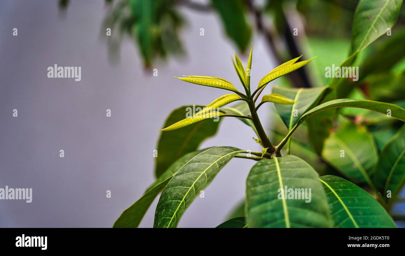 Mango tree early Leafs, mango tree with young leaves that have just ...