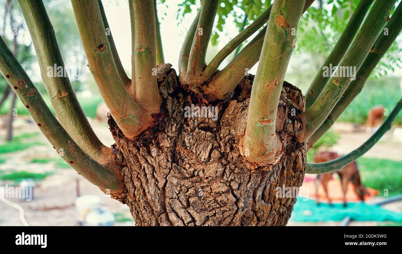 Moringa tree with lots of branches and green leaves against a blue sky ...