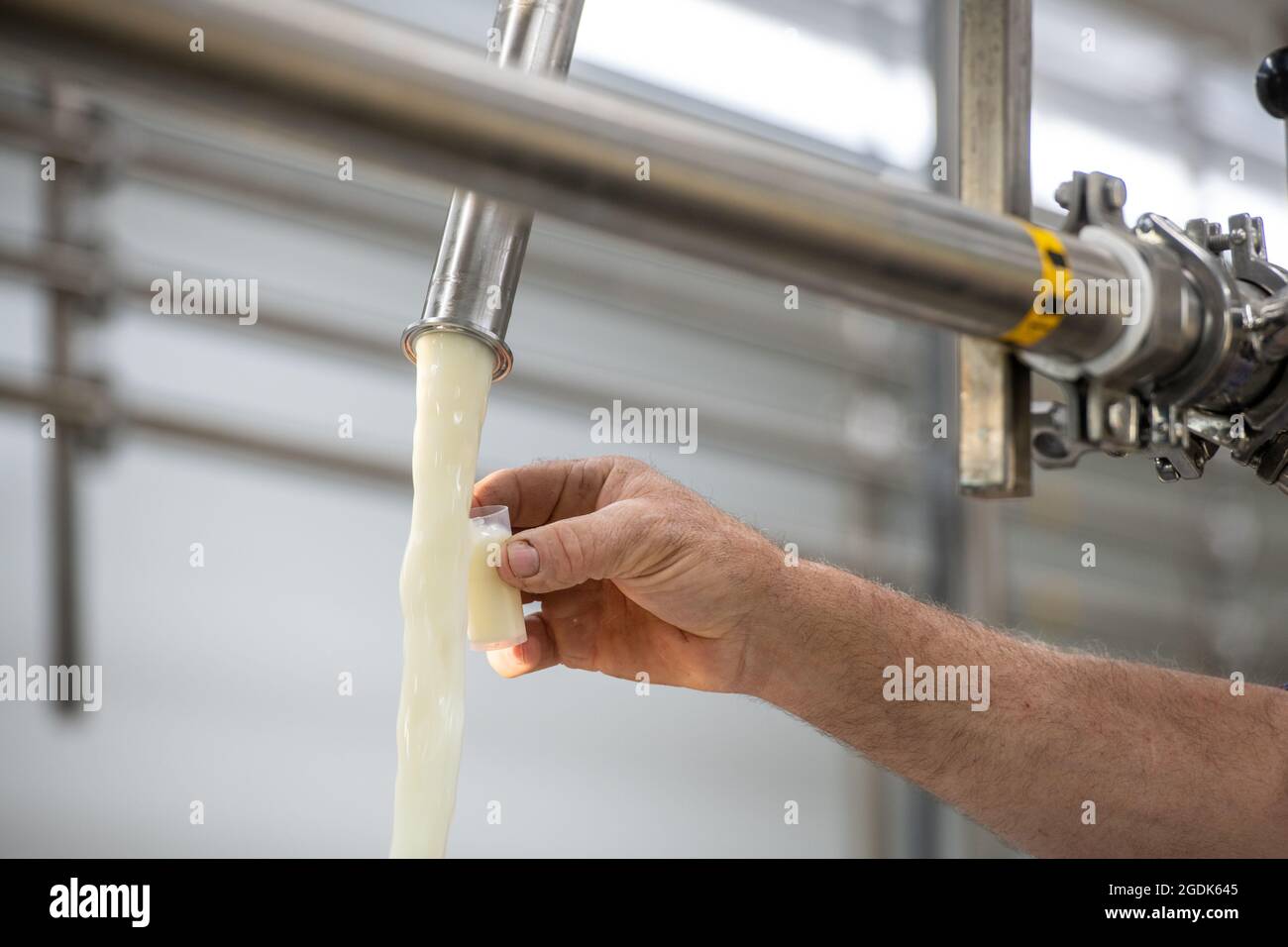 Farmer taking a raw milk sample during Dairy Processing at Brooms Bloom ...