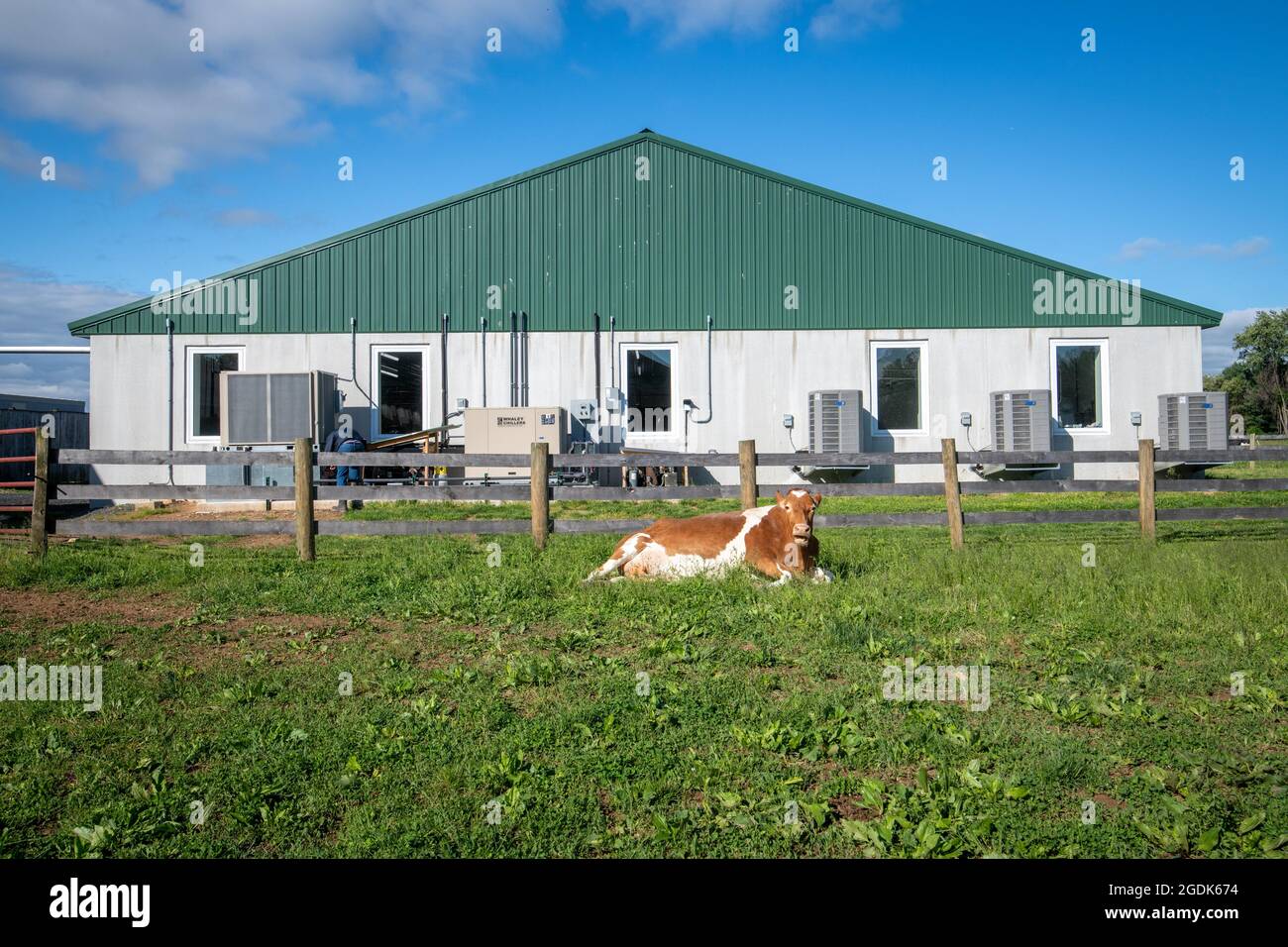 Cow sits on grass in front of barn Stock Photo - Alamy