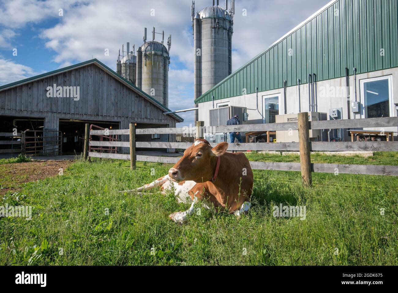 Front of the cow barn hi-res stock photography and images - Alamy