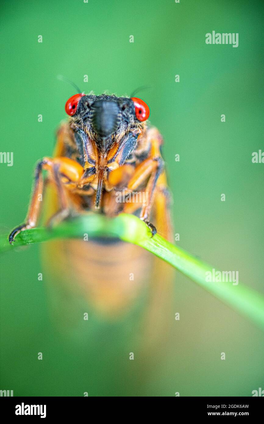 Cicada - Brood XCicada - Brood X - Magicicada Cassinii Stock Photo - Alamy